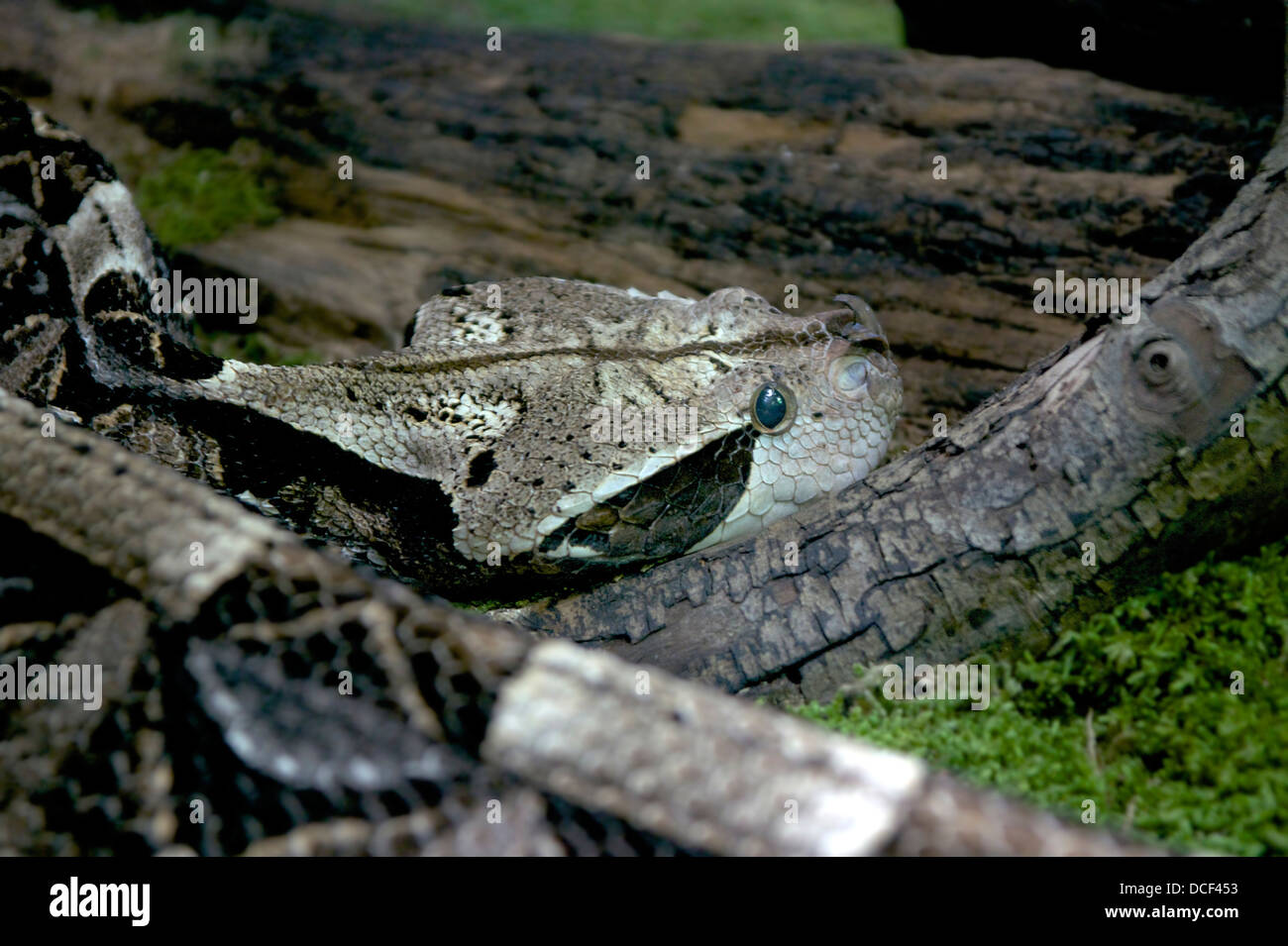 Bitis gabonica rhinoceros Gaboon viper Stock Photo - Alamy