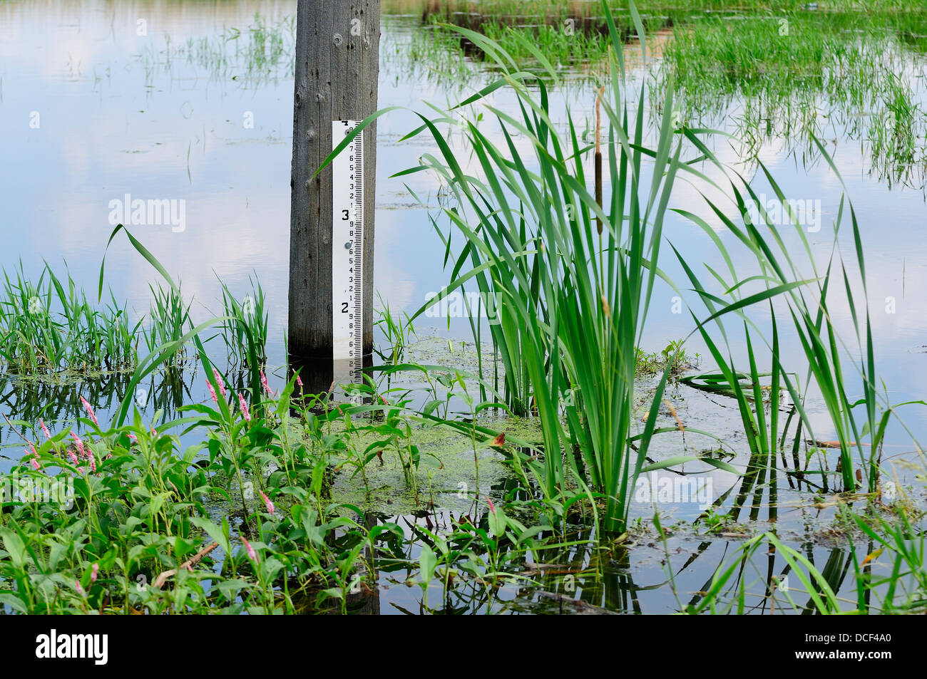 Water level chart on marshland habitat Stock Photo - Alamy