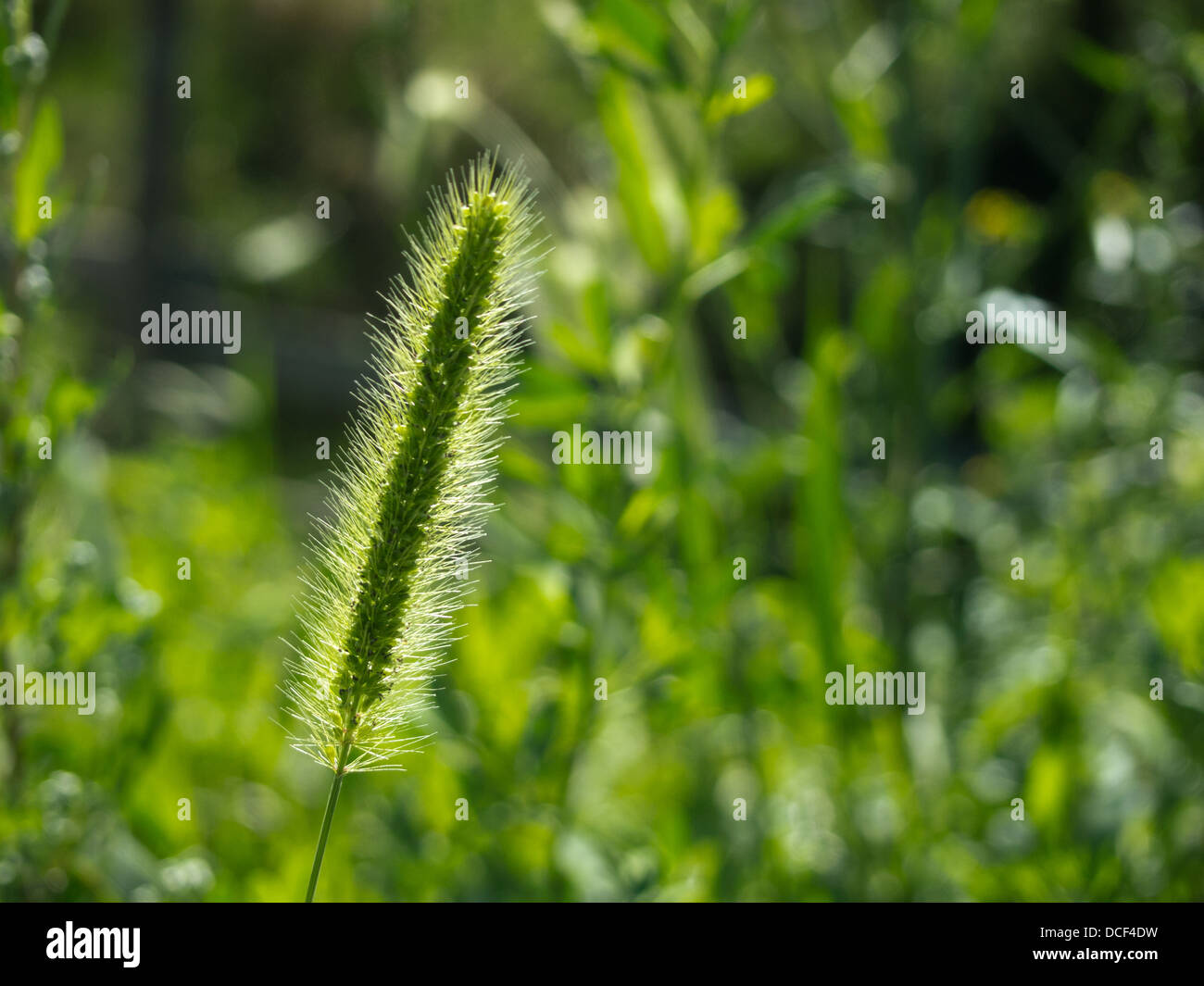 Background nature green hi-res stock photography and images - Alamy