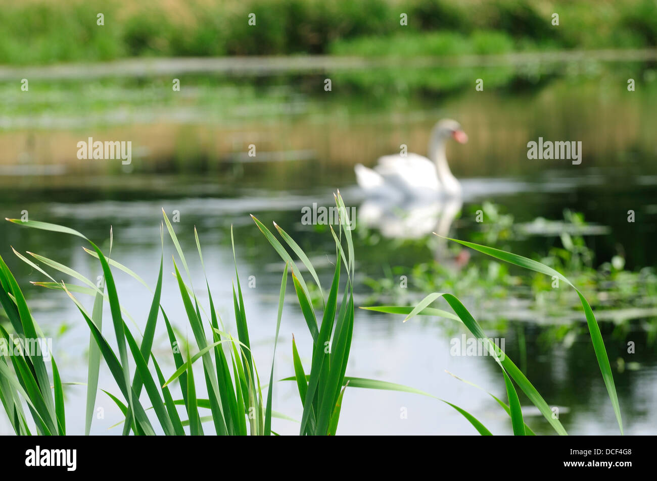 White mute swan on land hi-res stock photography and images - Alamy