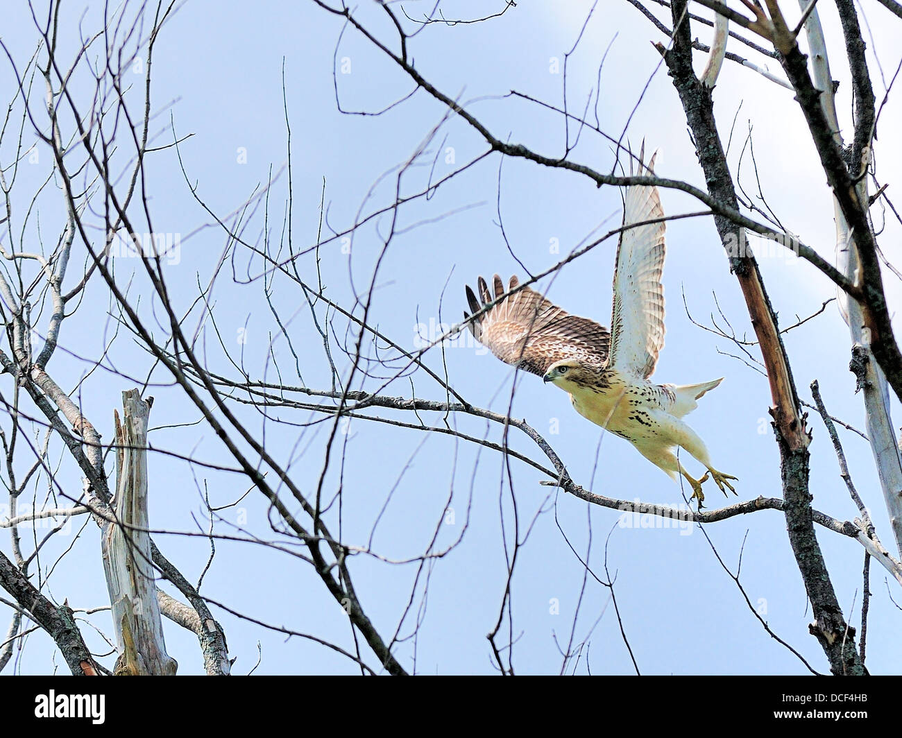 Red-tailed Hawk taking flight. (Buteo jamaicensis Stock Photo - Alamy