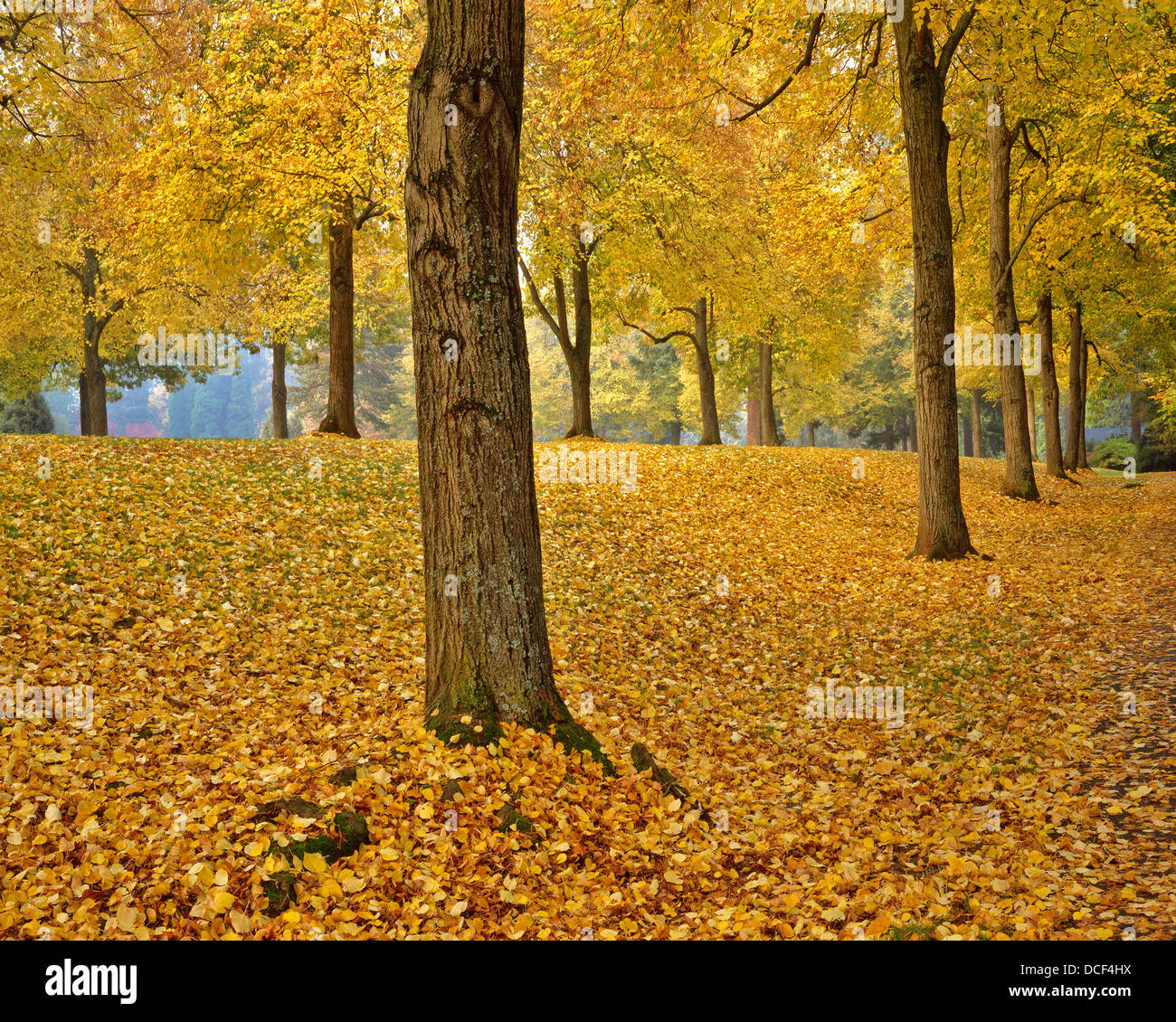 USA, Oregon, Portland. American linden trees in fall colors Stock Photo ...