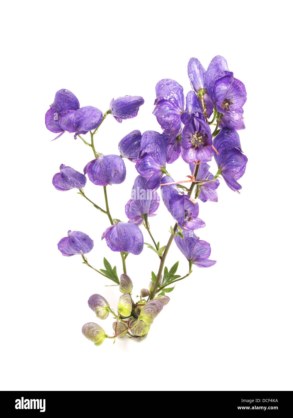 Aconitum napellus on a white background Stock Photo - Alamy