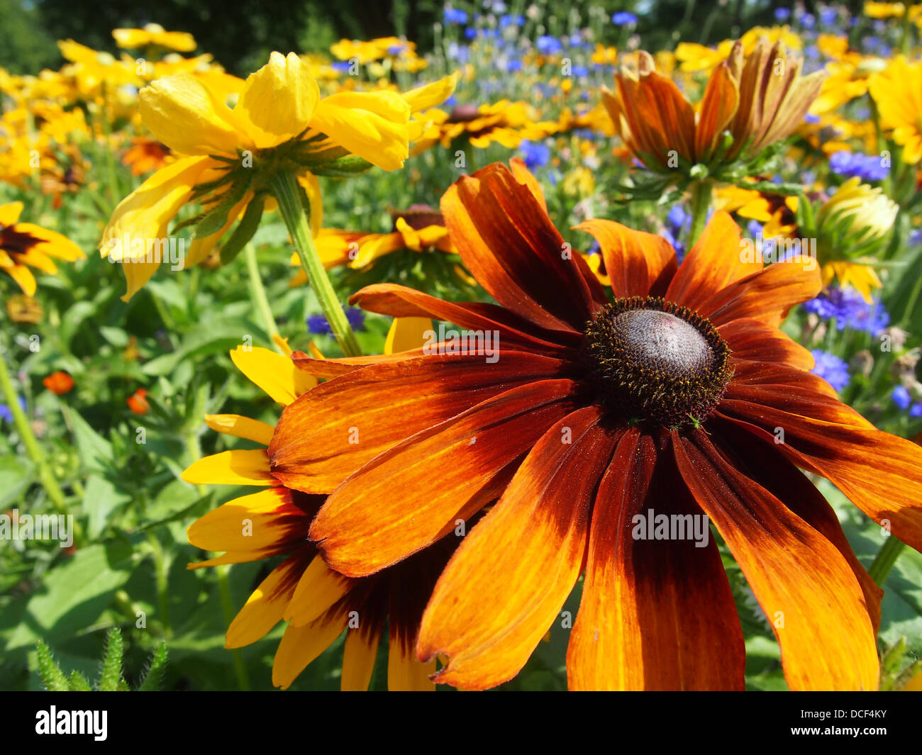 Wildflowers In Quebec Stock Photos & Wildflowers In Quebec Stock Images ...