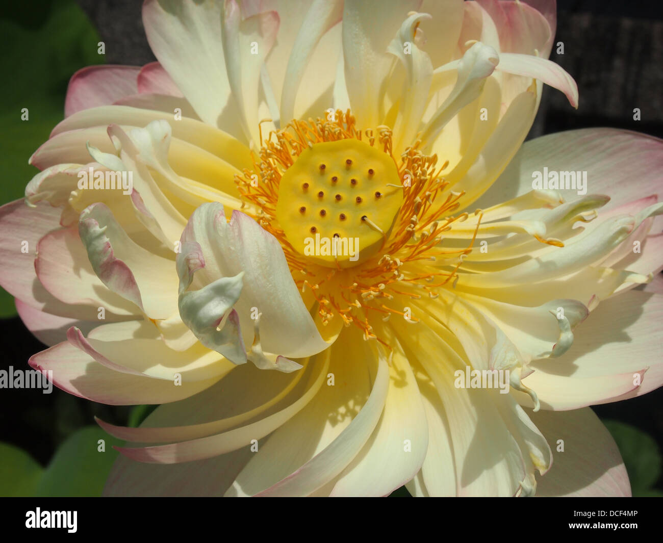 White and Pink High Key Lotus up close Stock Photo - Alamy