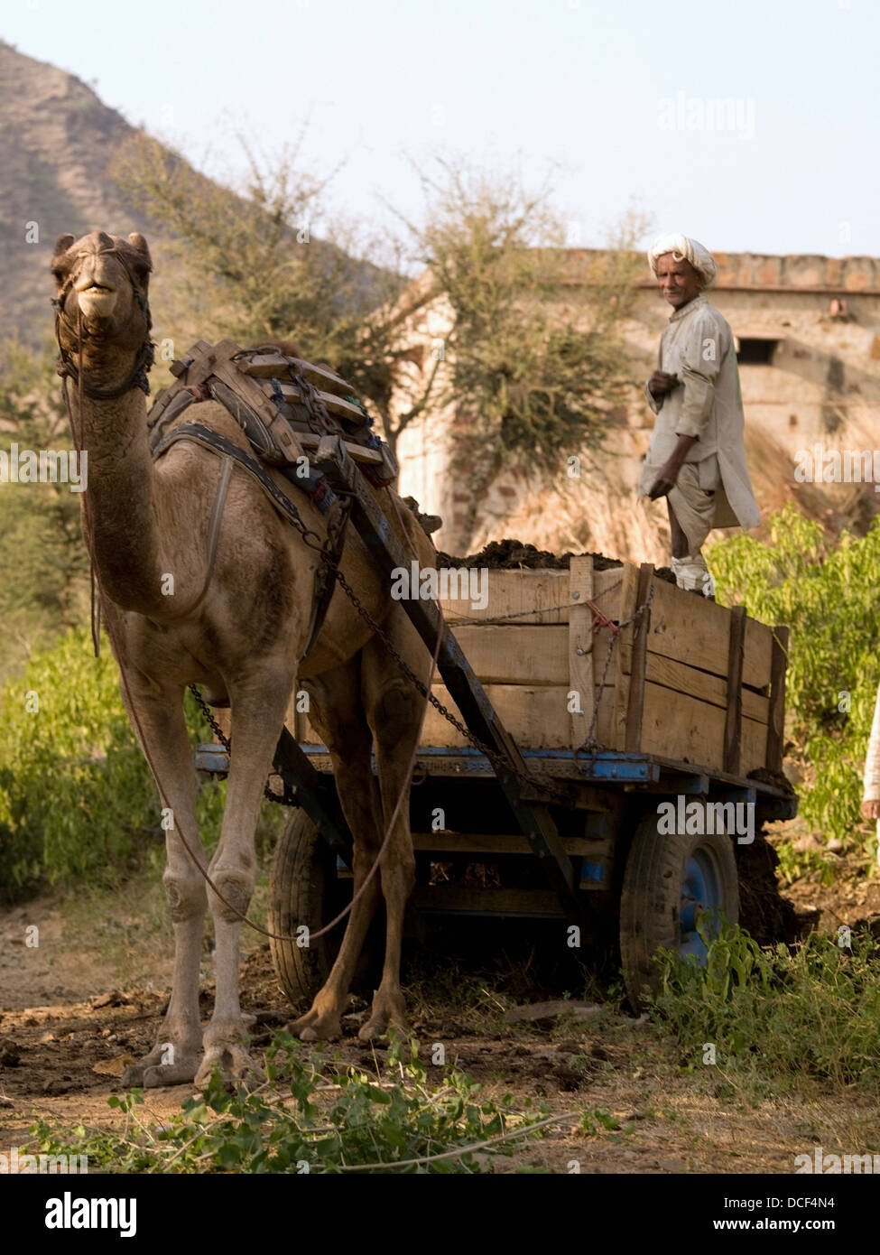 Senior Man Standing On A Cart,Drawn By A Camel; Aravalli Hills ...