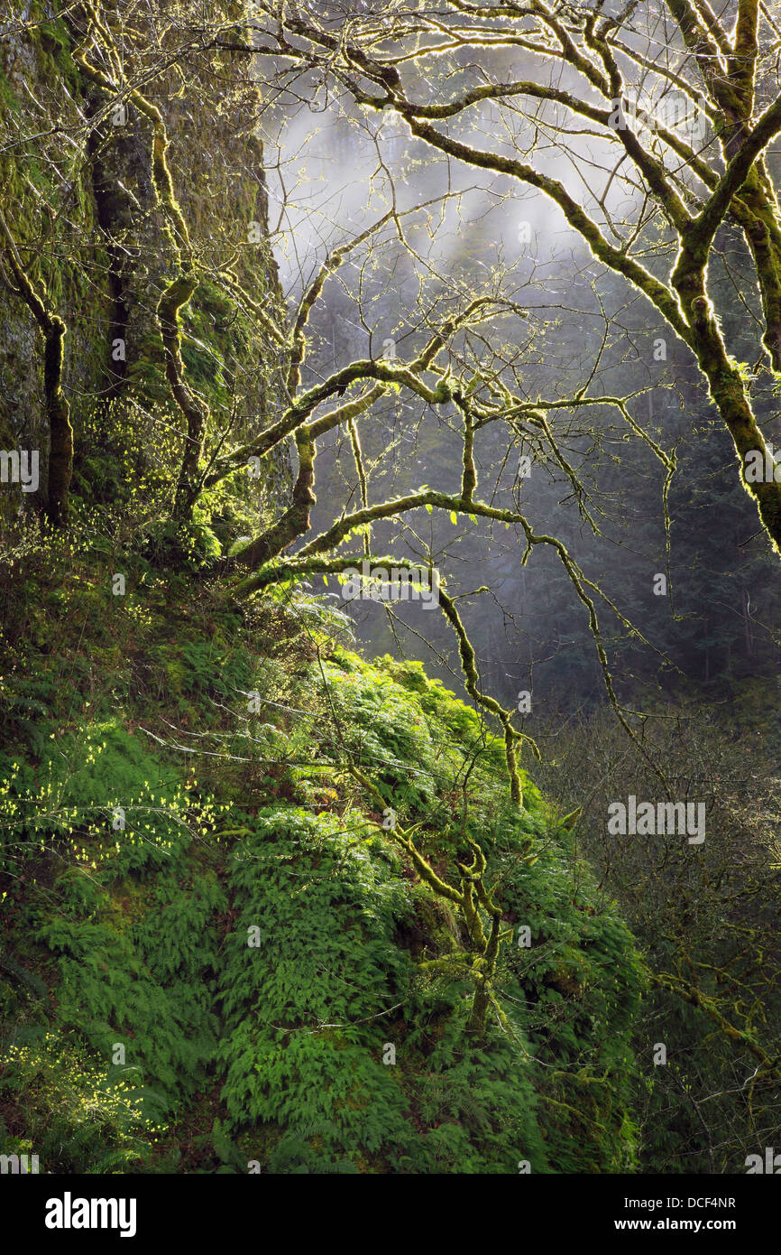 USA, Oregon, Columbia River Gorge National Scenic Area. Moss-covered ...