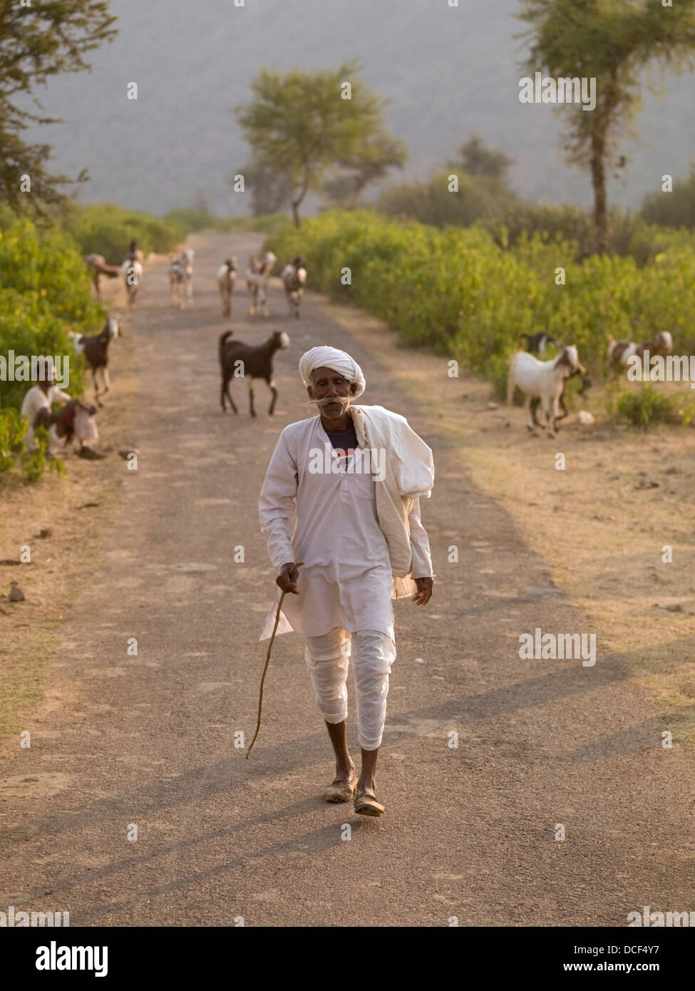 Senior Man Walking Along Rural Road,With Herd Of Goats Behind Him ...