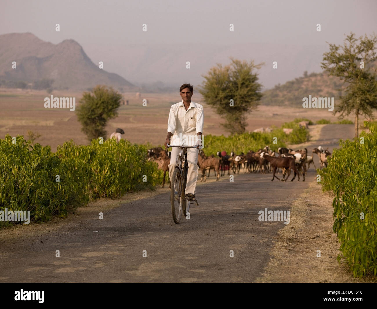 Goat on bicycle hi-res stock photography and images - Alamy