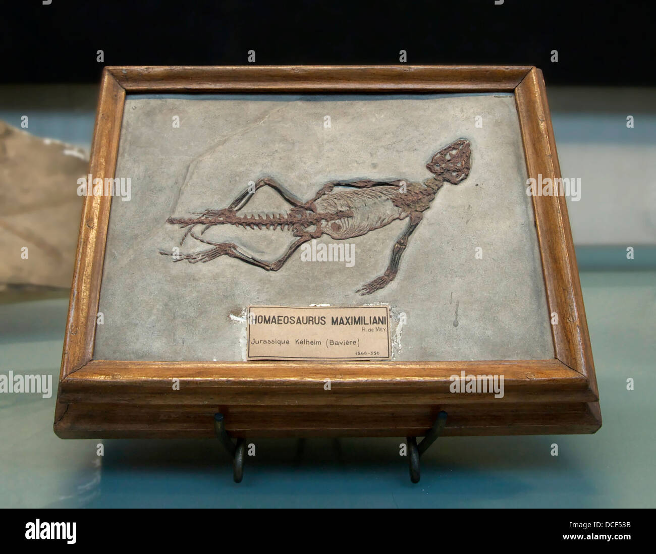 Homeosaurus hi-res stock photography and images - Alamy