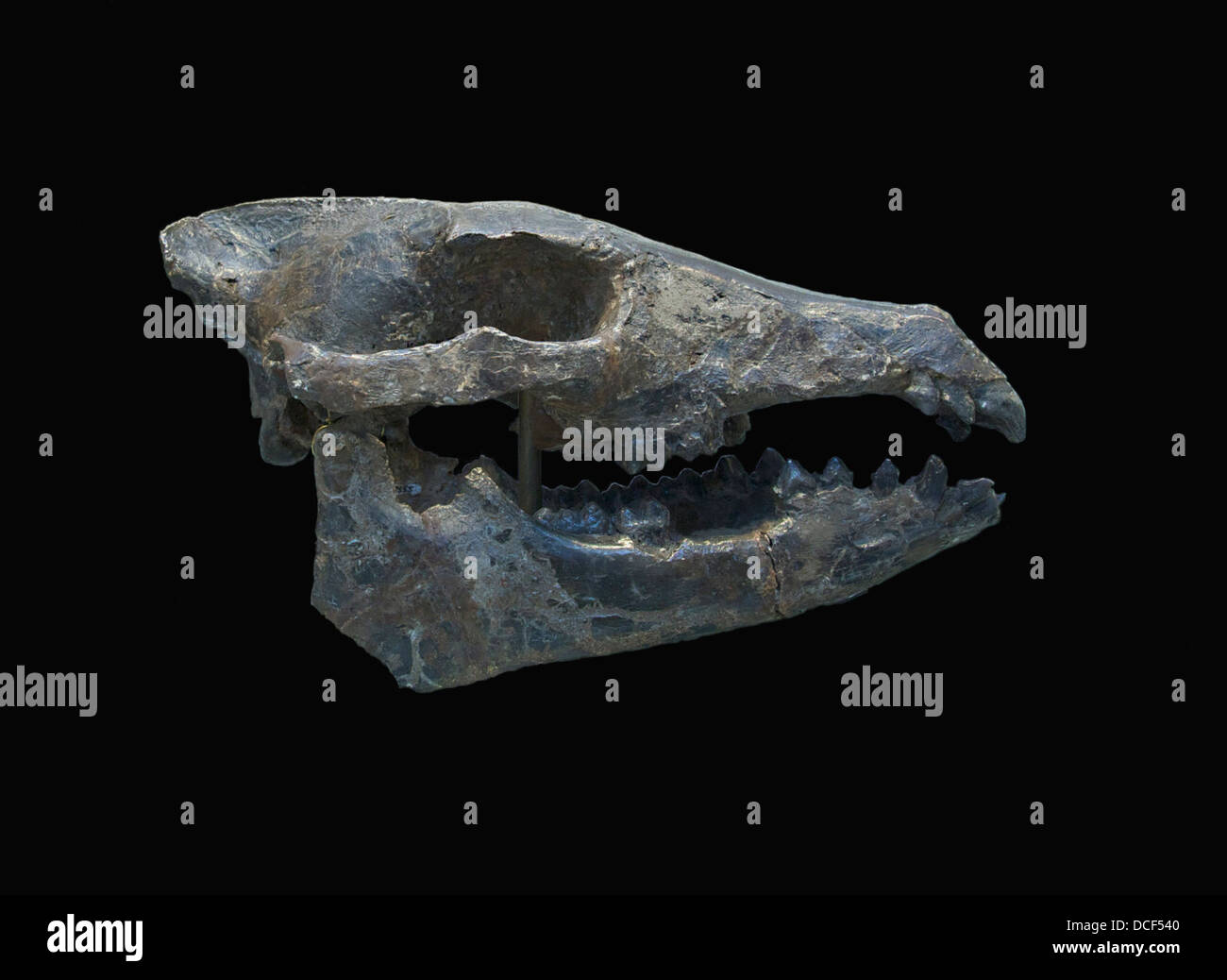 Fossil skull hi-res stock photography and images - Alamy