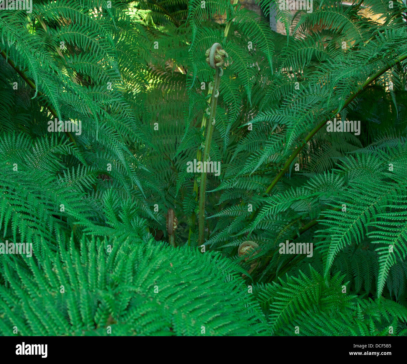 Dicksonia antarctica. Fern Stock Photo - Alamy