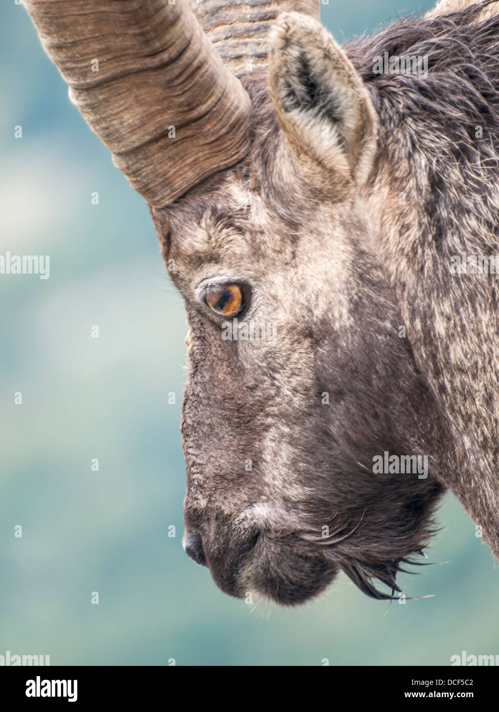 Ibex Portrait High Resolution Stock Photography and Images - Alamy