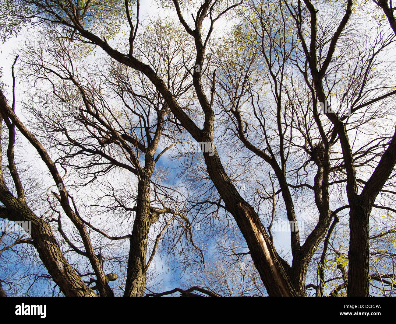 trunk of the tree Stock Photo - Alamy