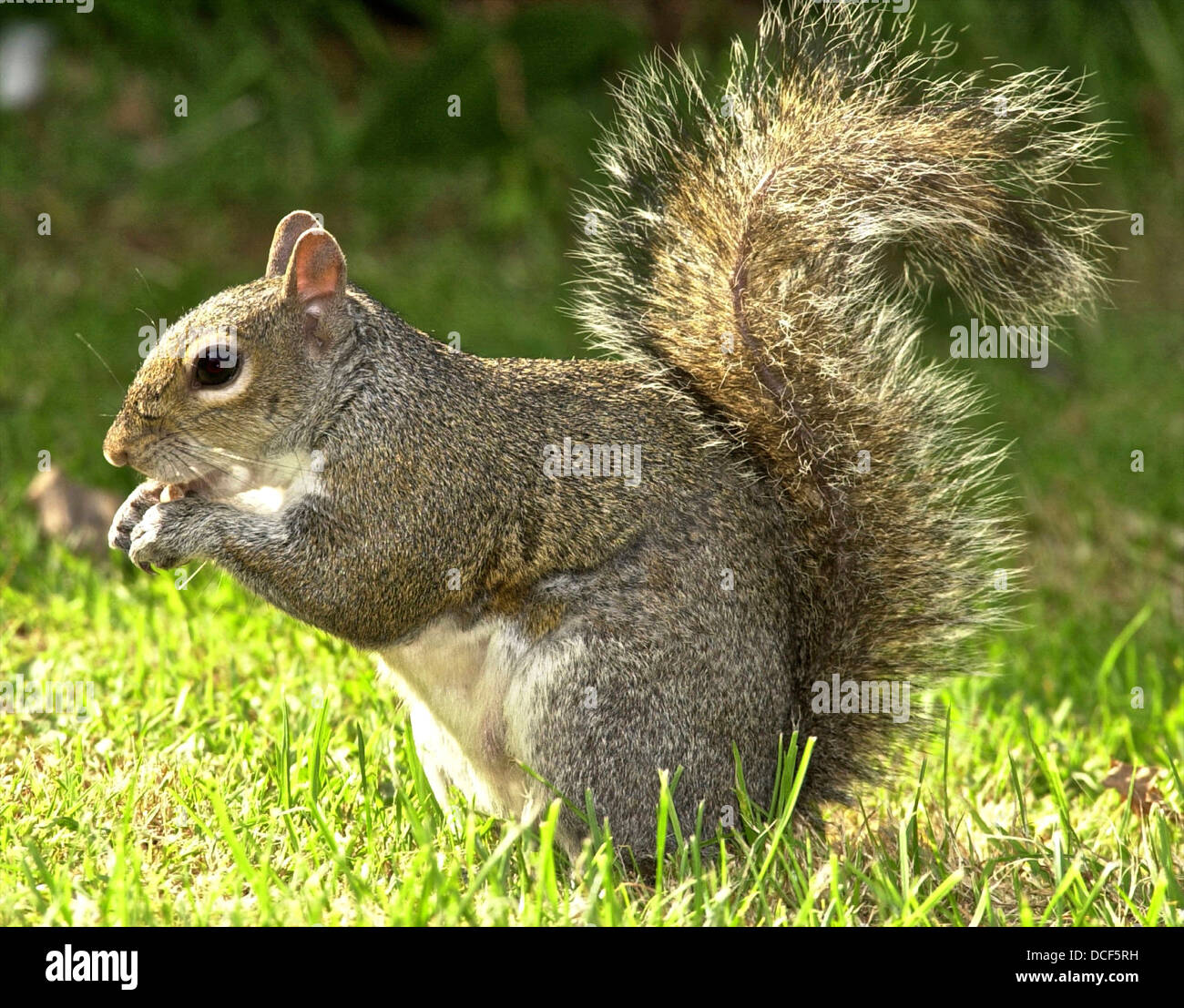 SQUIRREL GREY SQUIRREL (Latin: Sciurus carolinensis) North American ...