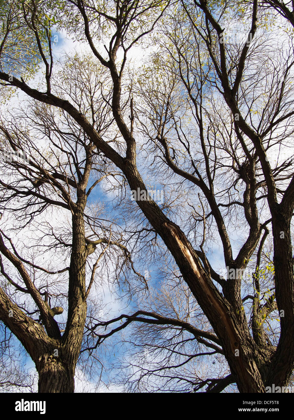 trunk of the tree Stock Photo - Alamy