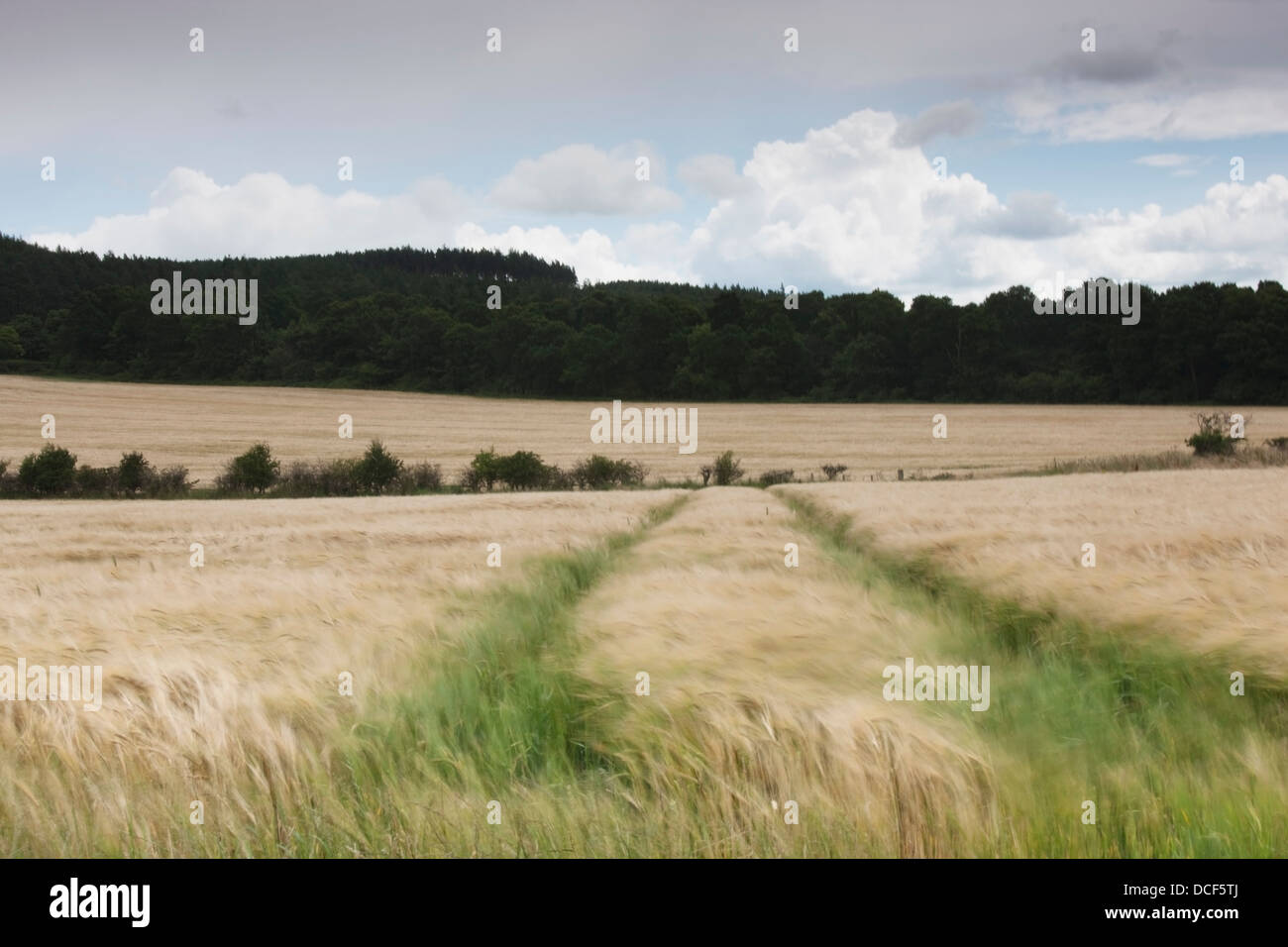 Field Of Tall Grass Stock Photo - Alamy