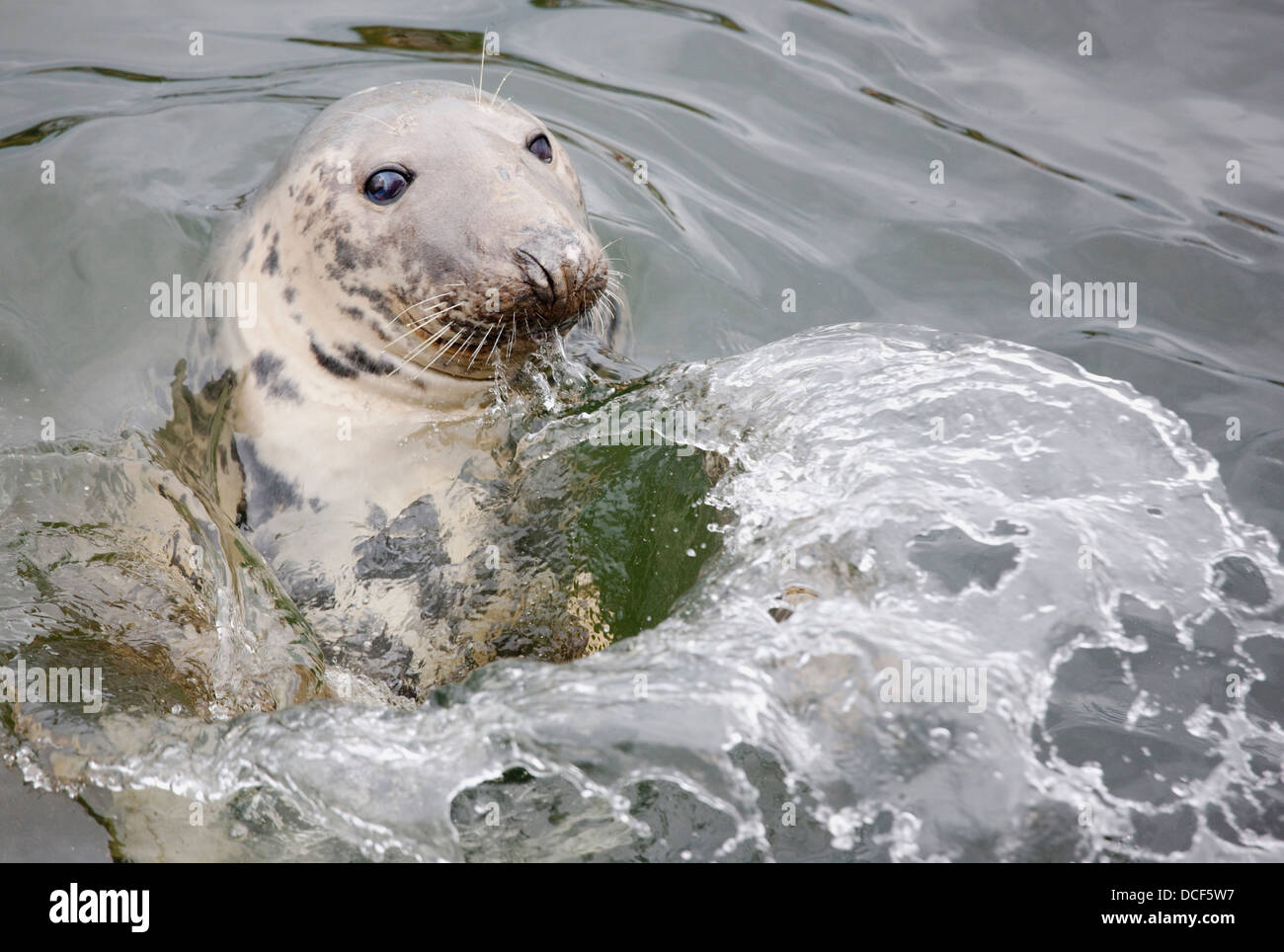 Seal In Water Stock Photo - Alamy