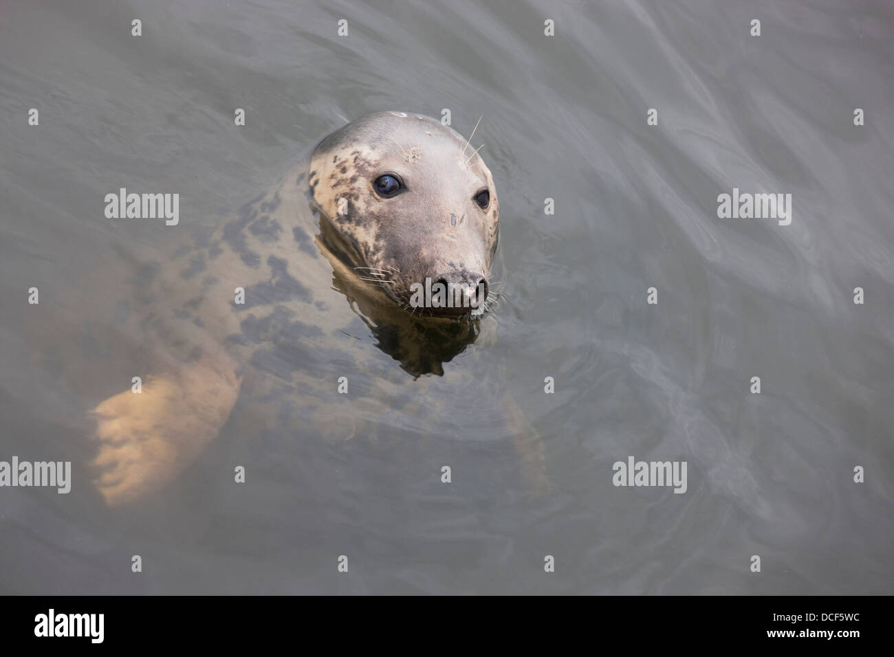 Seal In Water Stock Photo - Alamy