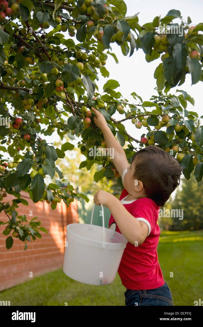 Child Picking Fruit From A Tree Stock Photo - Alamy