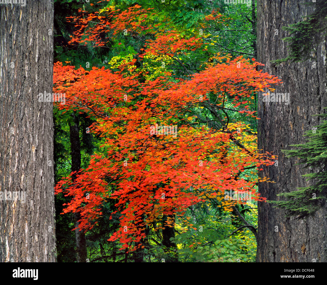 USA, Oregon, Mt Hood National Forest. Vine maple branches between ...