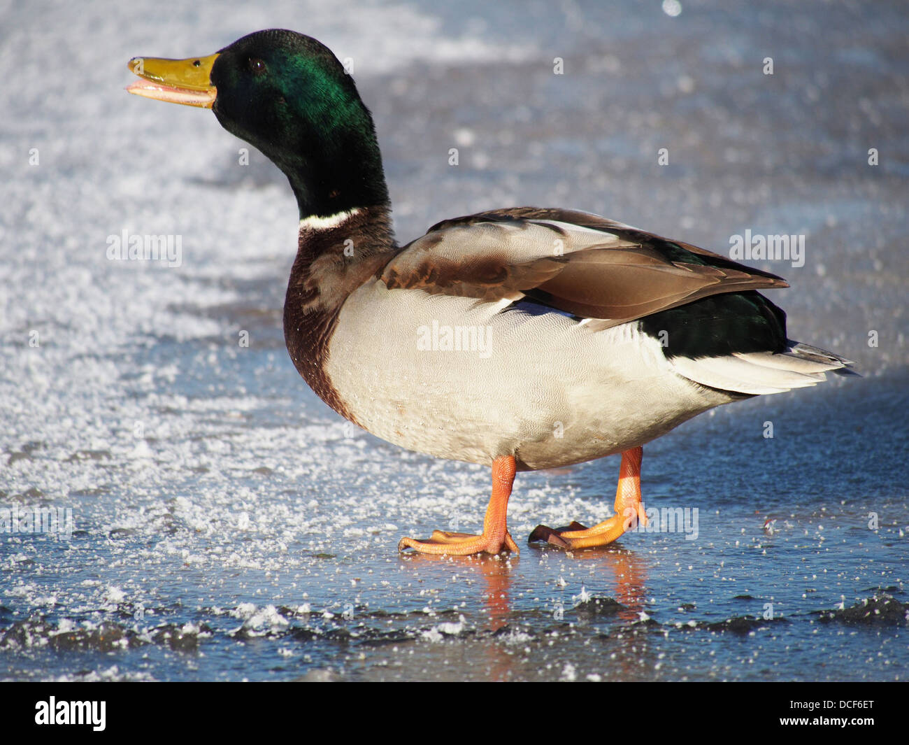 Ducks on the lake in winter Stock Photo - Alamy