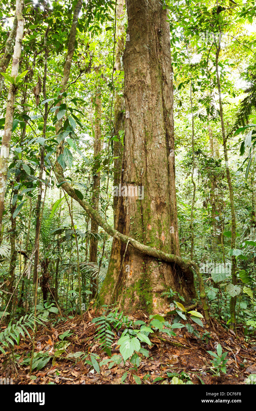 Large tree in primary tropical rainforest, Ecuador Stock Photo - Alamy