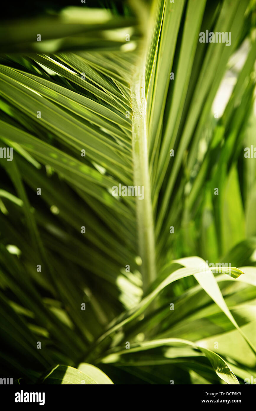leaf background, dense green bush, Acapulco, Mexico Stock Photo - Alamy
