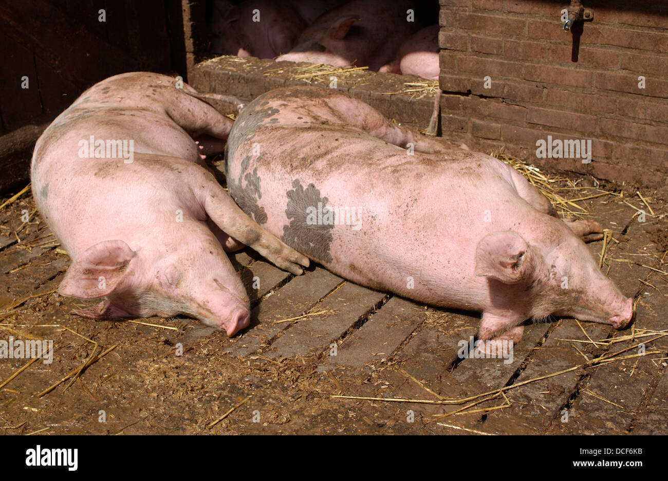 Pigs in a stable Stock Photo - Alamy