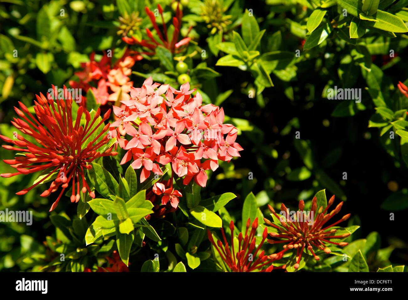 leaf background, dense green bush, Acapulco, Mexico Stock Photo - Alamy