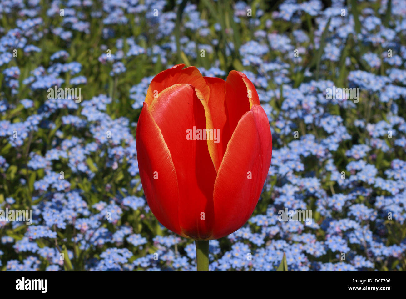 Vergissmeinnicht blumen hi-res stock photography and images - Alamy