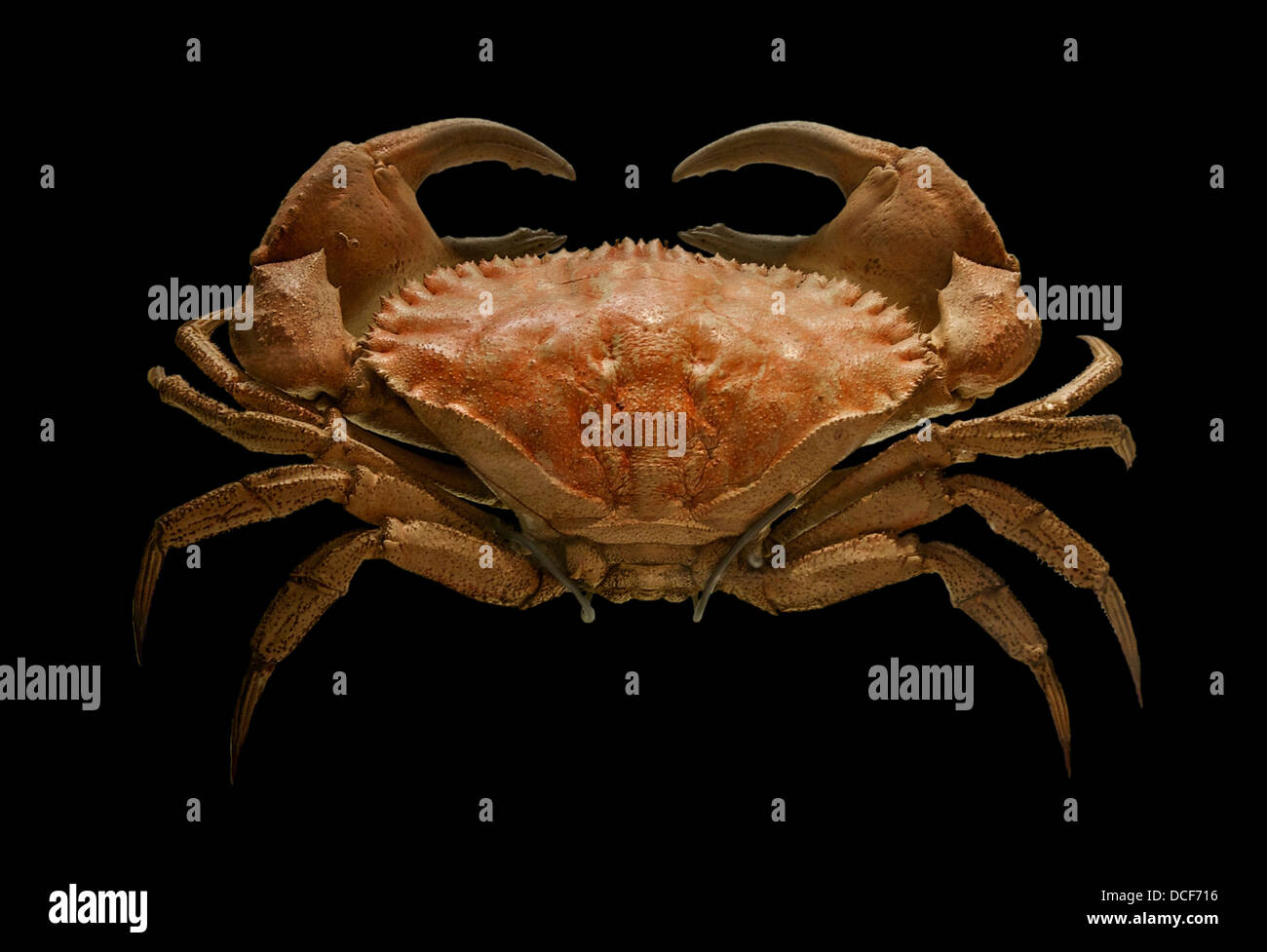 Toothed rock crab Cancer bellianus, Johnston 1861. Stuffed specimen ...