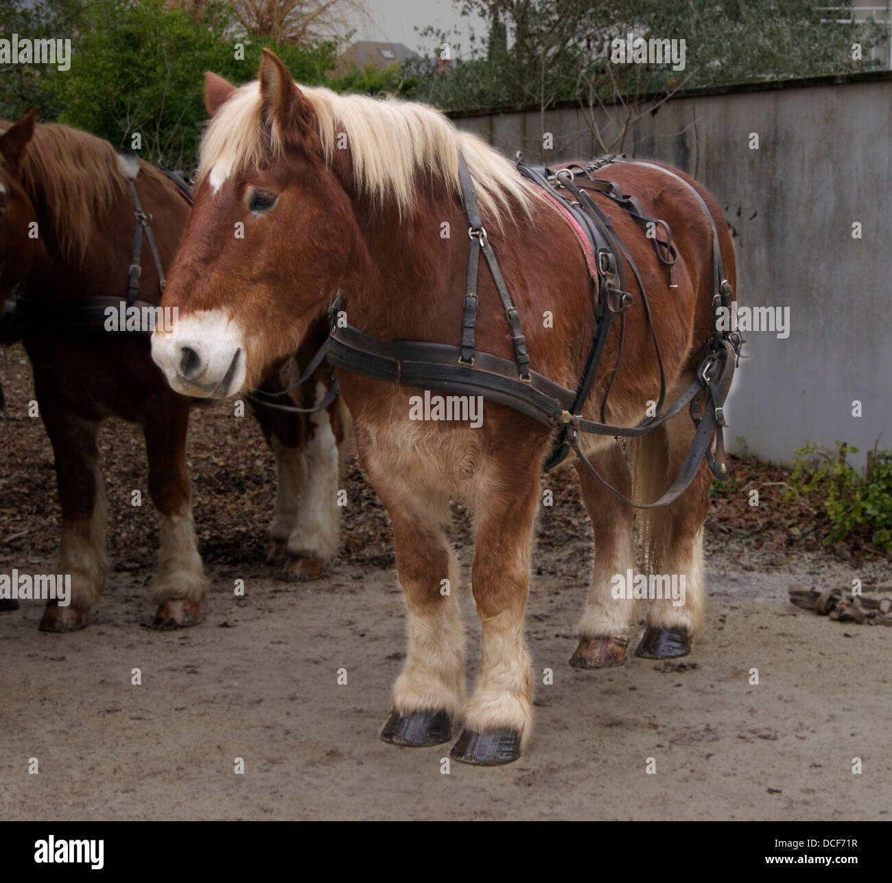 Breton horse hi-res stock photography and images - Alamy