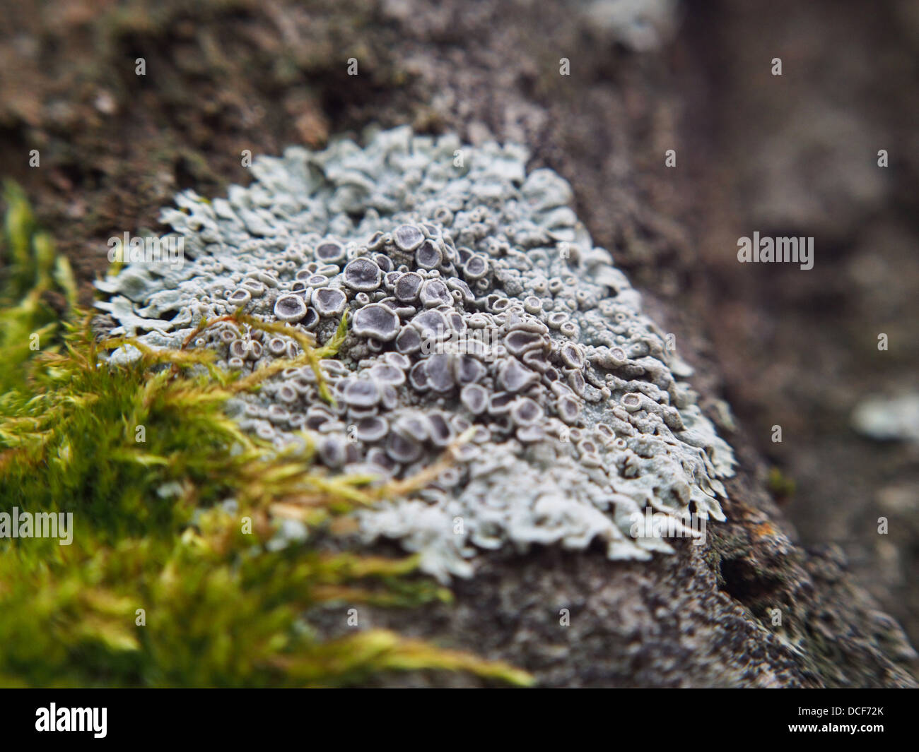 lichen growing on wood Stock Photo - Alamy