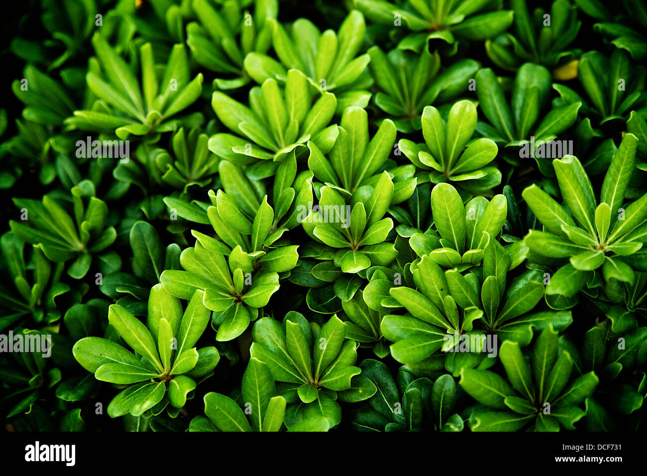 leaf background, dense green bush, Acapulco, Mexico Stock Photo - Alamy