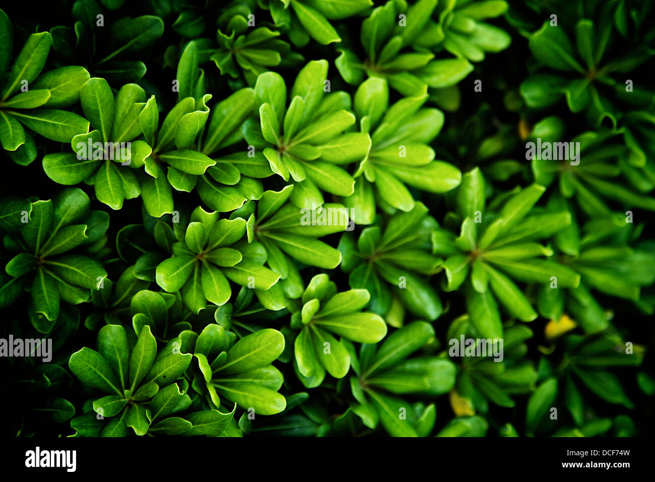 leaf background, dense green bush, Acapulco, Mexico Stock Photo - Alamy
