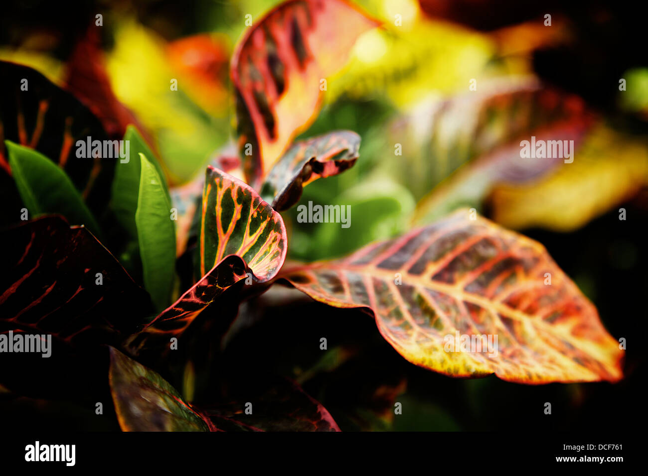 leaf background, dense green bush, Acapulco, Mexico Stock Photo - Alamy