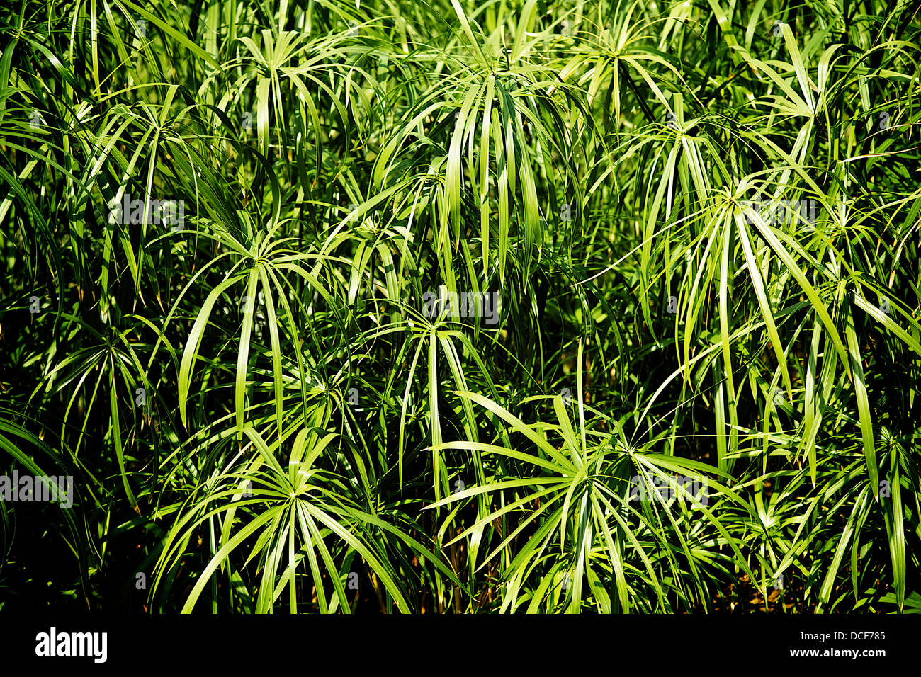 leaf background, dense green bush, Acapulco, Mexico Stock Photo - Alamy