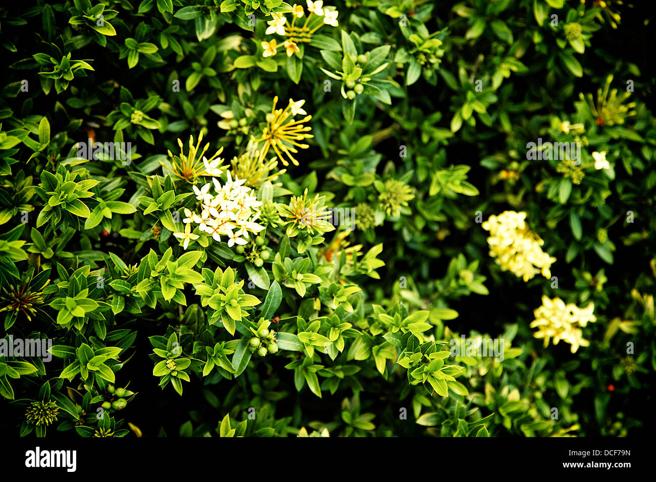 leaf background, dense green bush, Acapulco, Mexico Stock Photo - Alamy