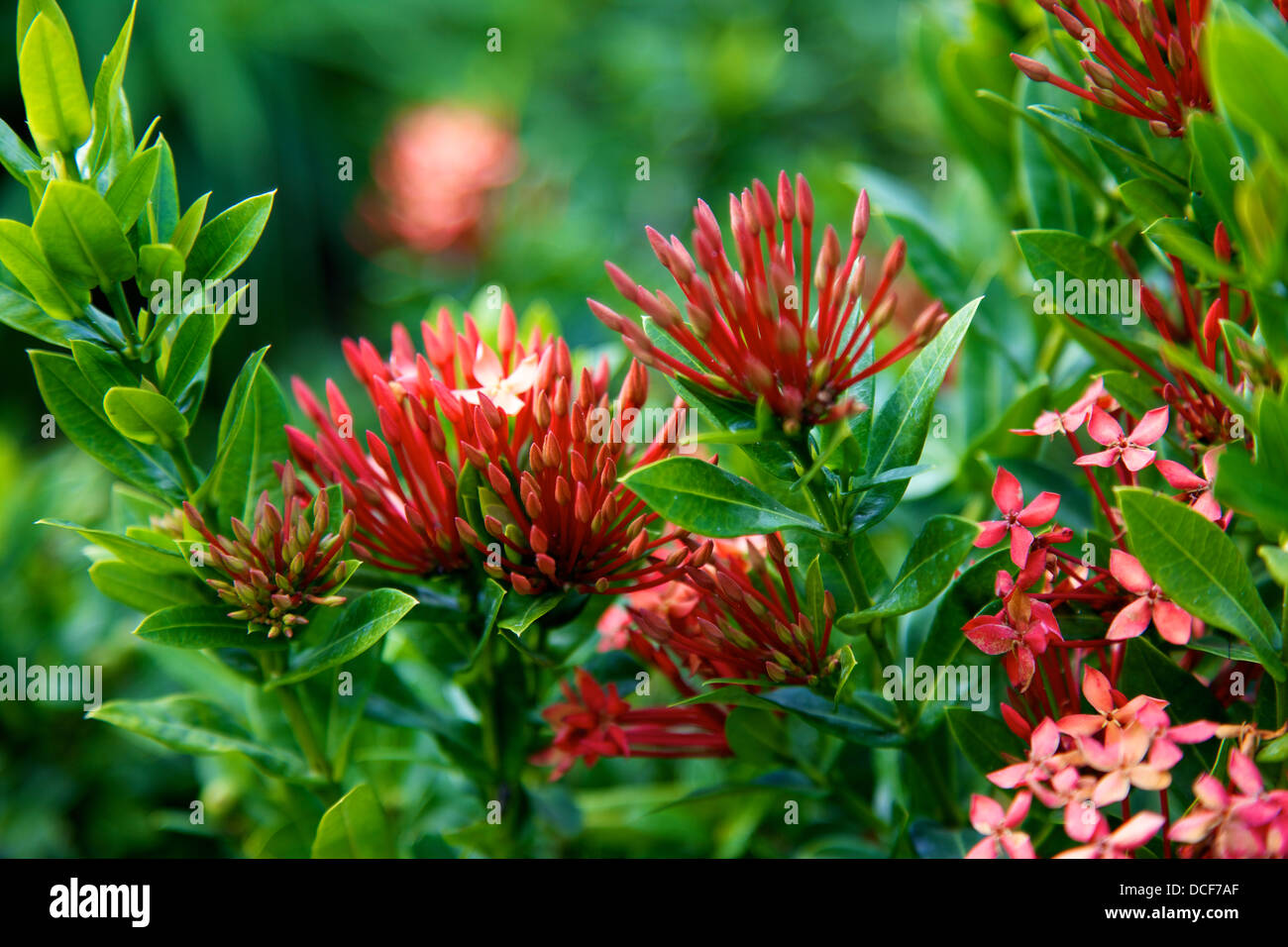 leaf background, dense green bush, Acapulco, Mexico Stock Photo - Alamy