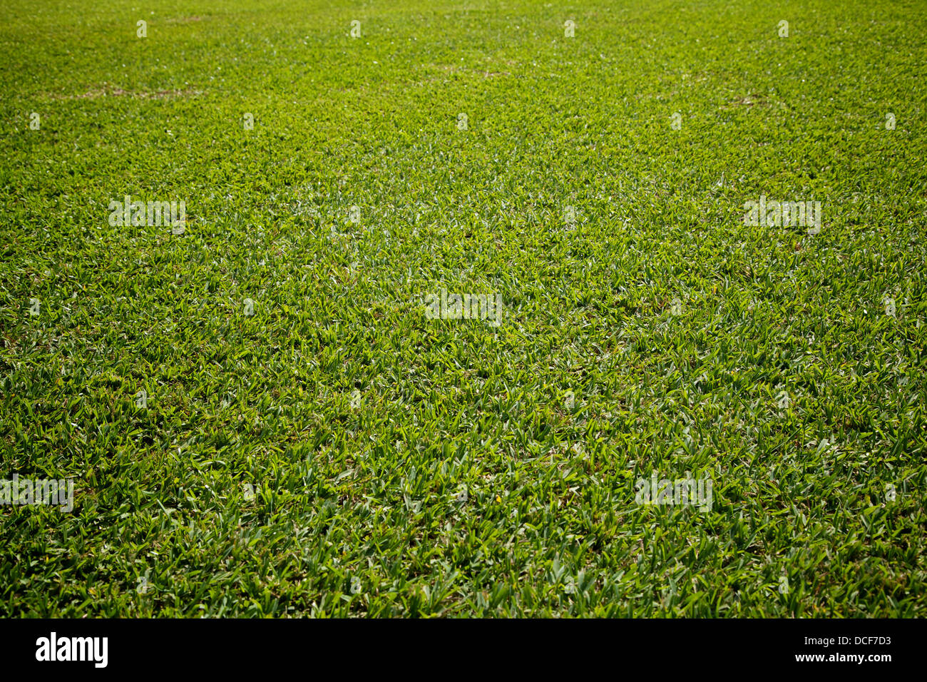 Green lawn for background Stock Photo - Alamy