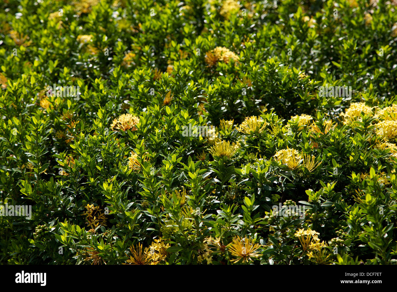 leaf background, dense green bush, Acapulco, Mexico Stock Photo - Alamy