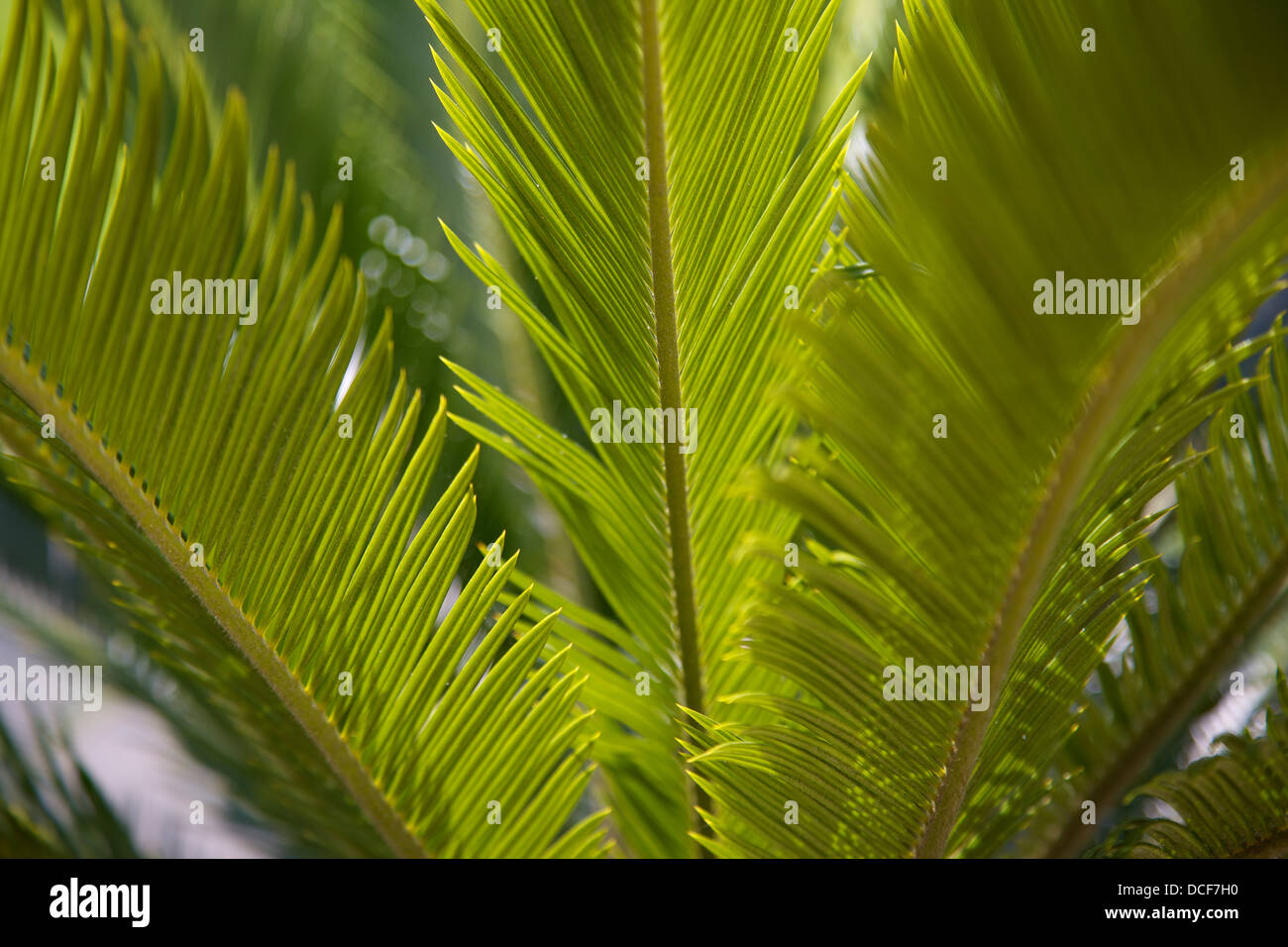 leaf background, dense green bush, Acapulco, Mexico Stock Photo - Alamy