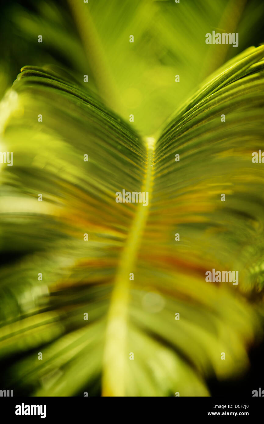 leaf background, dense green bush, Acapulco, Mexico Stock Photo - Alamy
