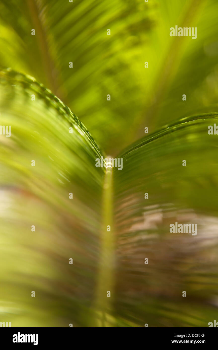 leaf background, dense green bush, Acapulco, Mexico Stock Photo - Alamy
