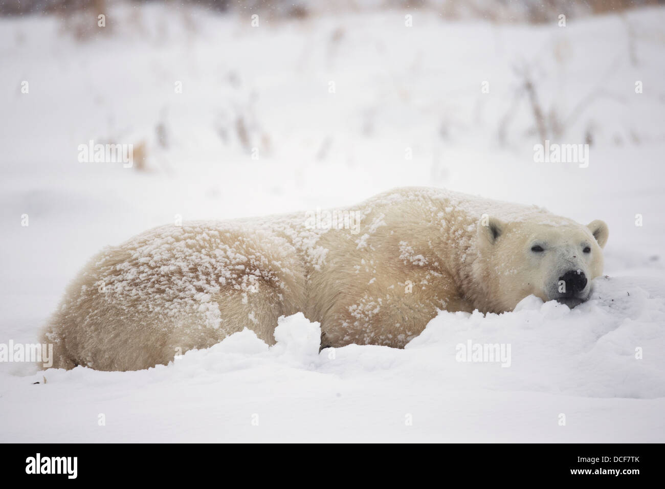 Where Do Polar Bears Sleep