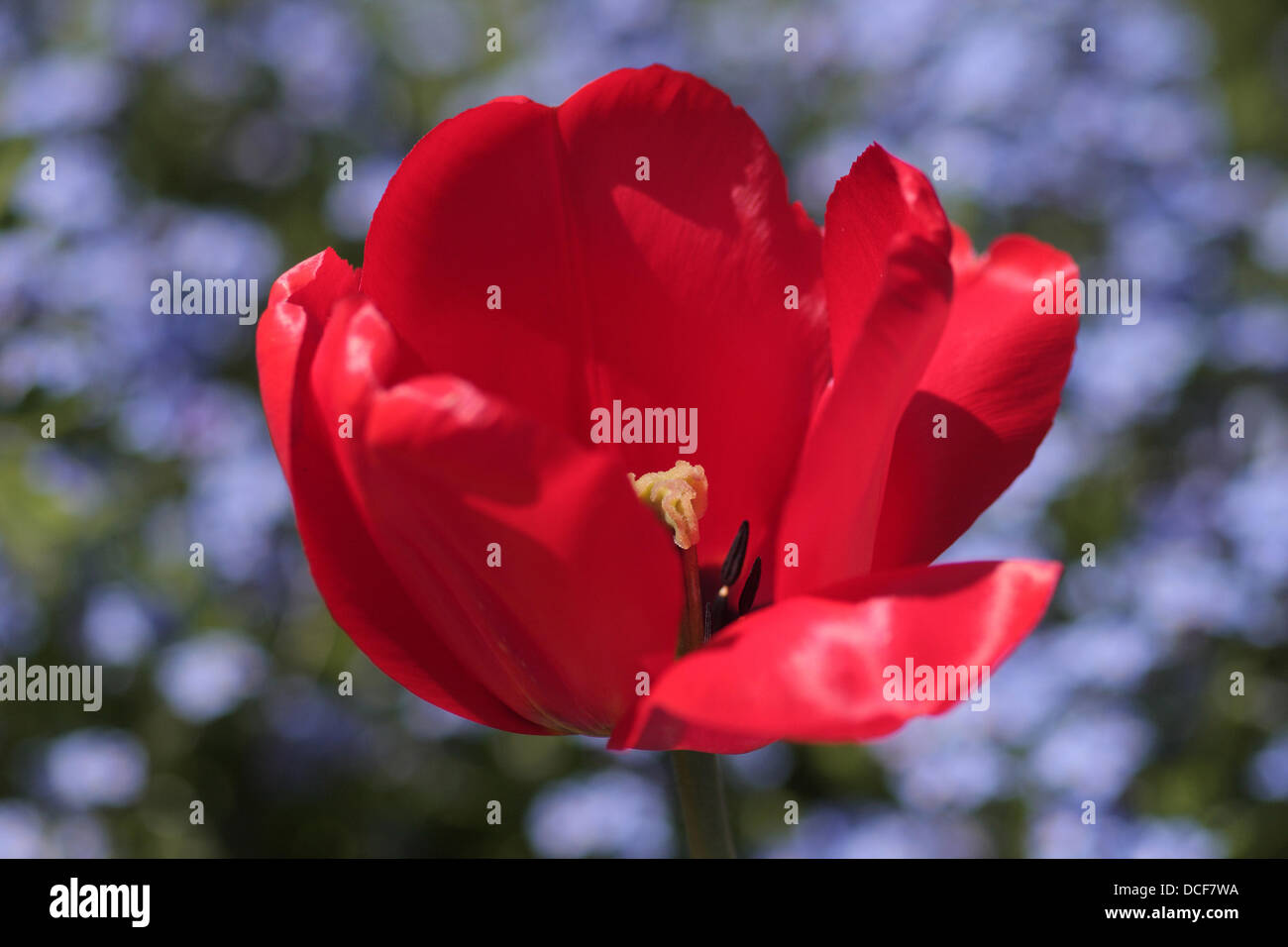 Schnittblumen hi-res stock photography and images - Alamy