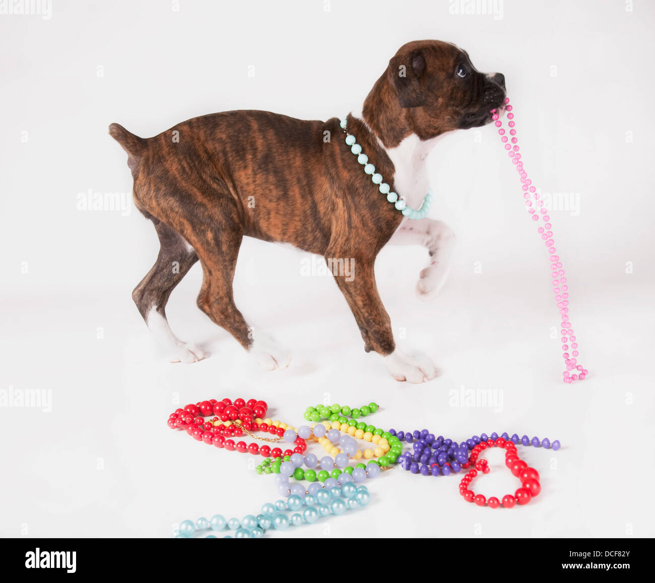 Boxers playing hi-res stock photography and images - Alamy