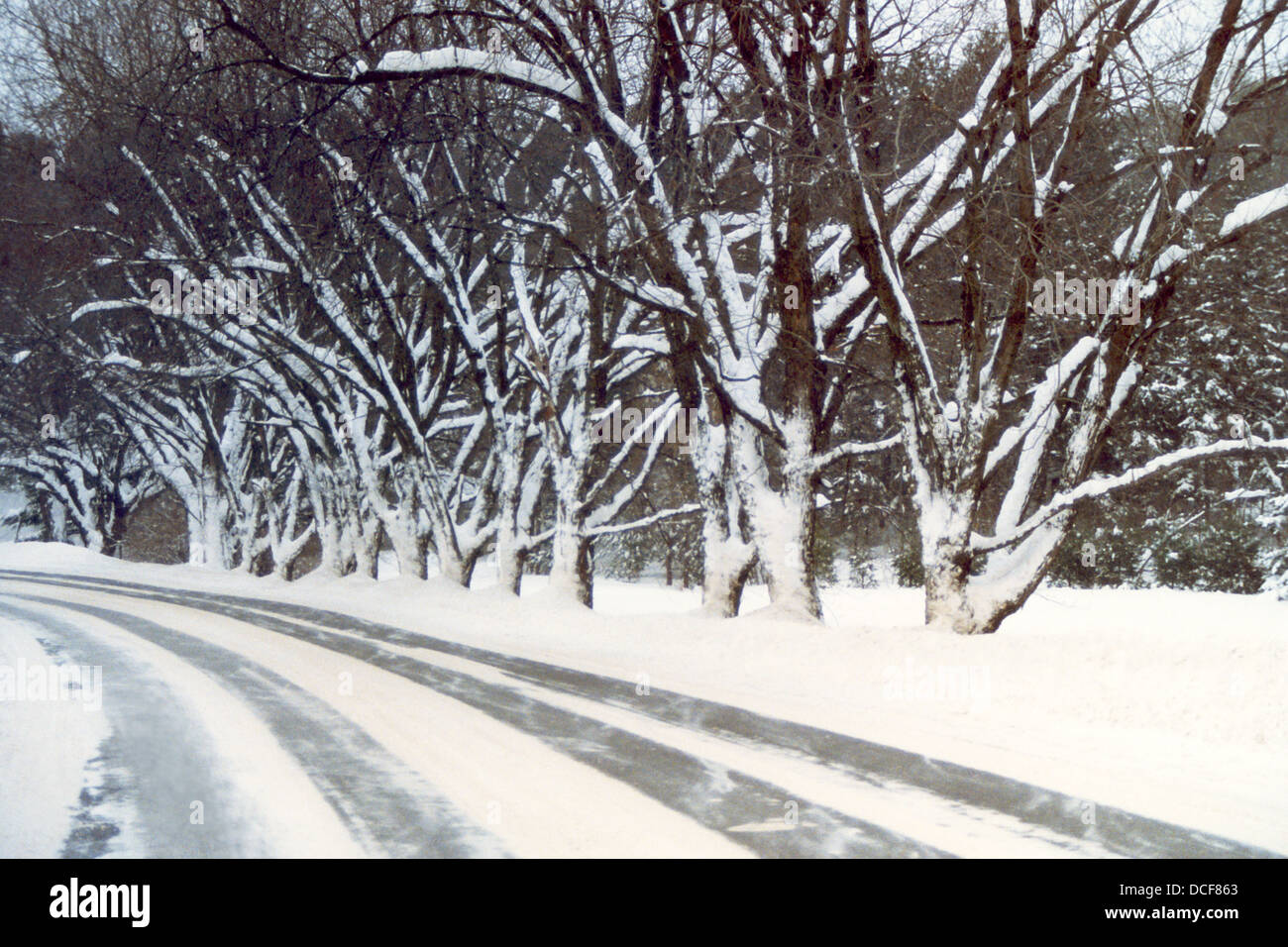 Snowy Road & Trees Stock Photo - Alamy