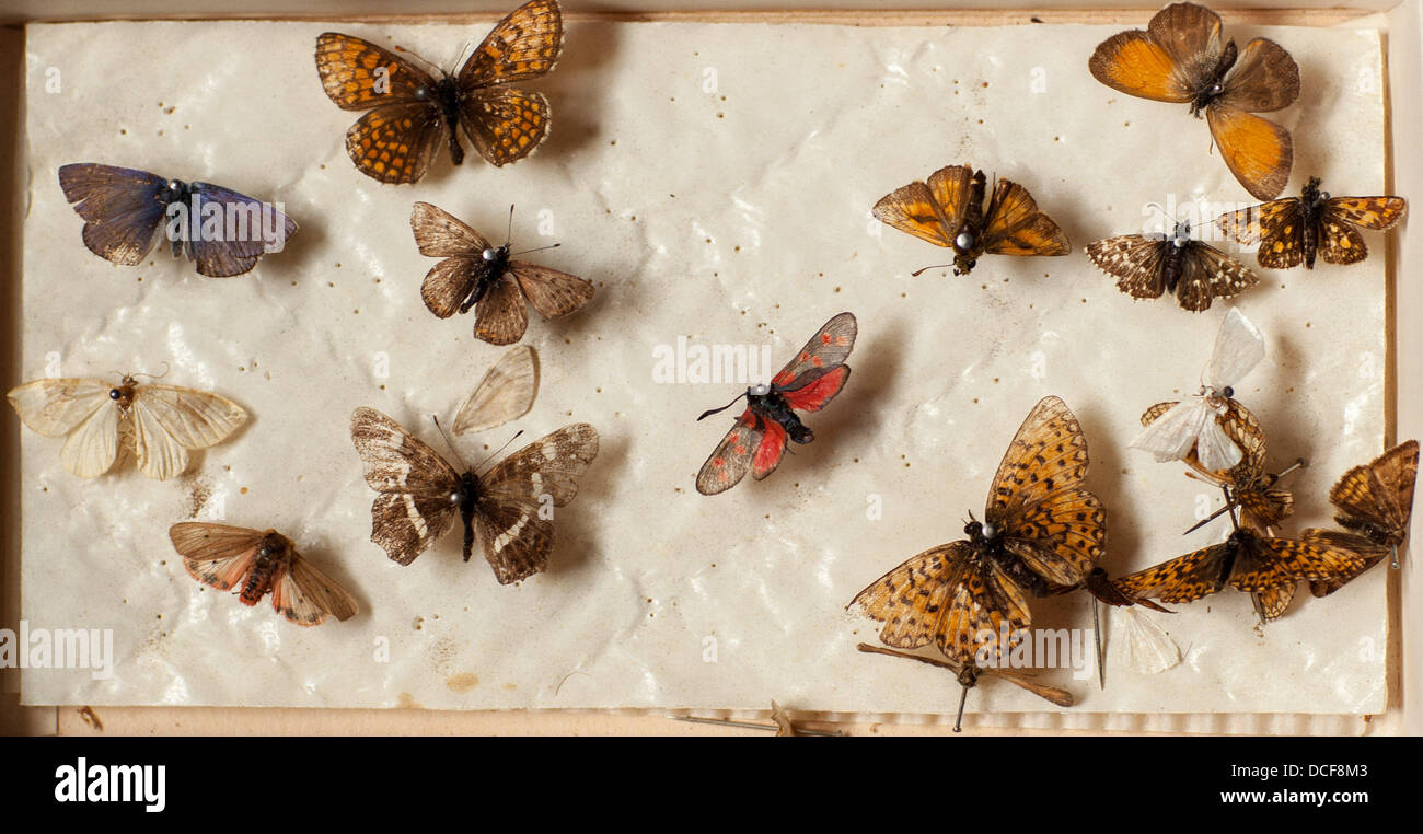 A butterfly collection in a box Stock Photo - Alamy